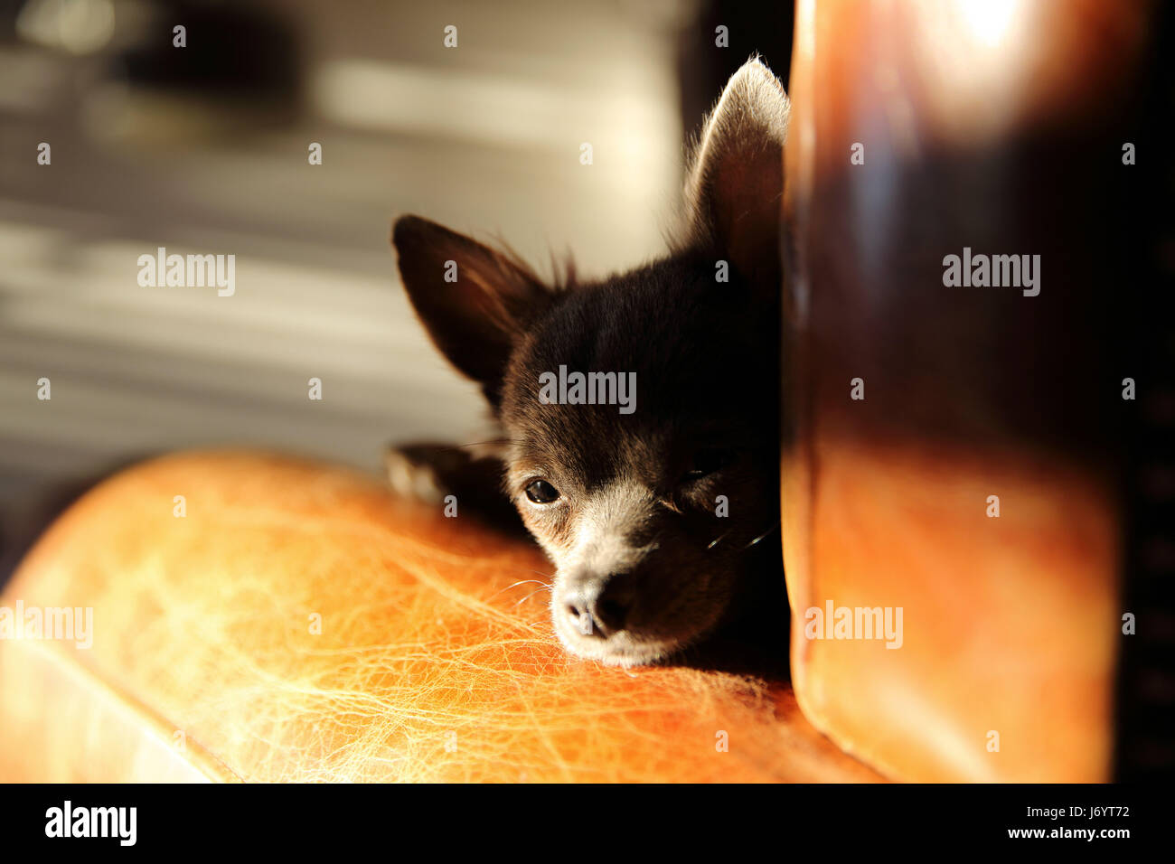 Tired chihuahua hi-res stock photography and images - Alamy