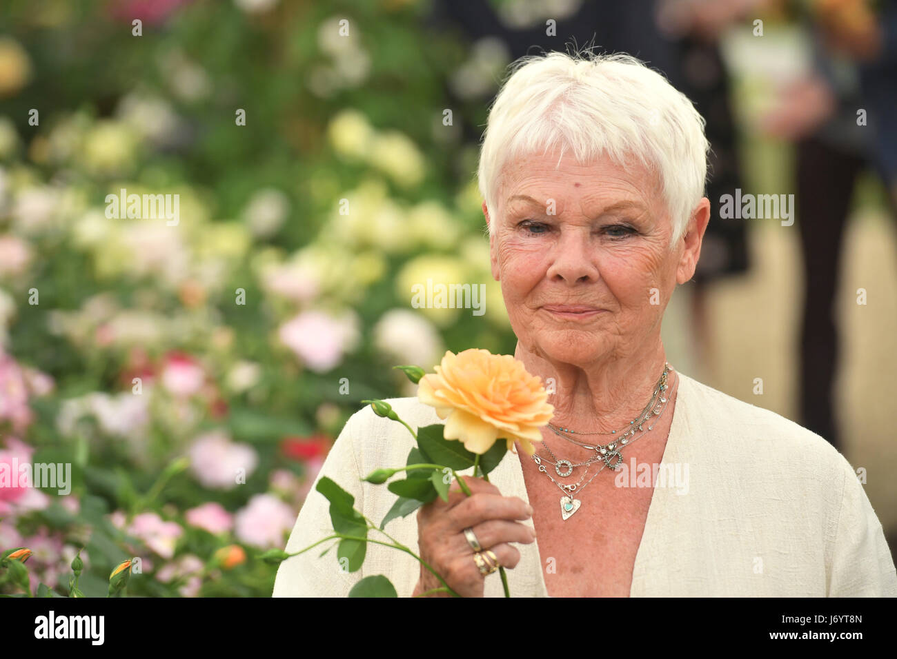 Dame judi dench rose hi-res stock photography and images - Alamy