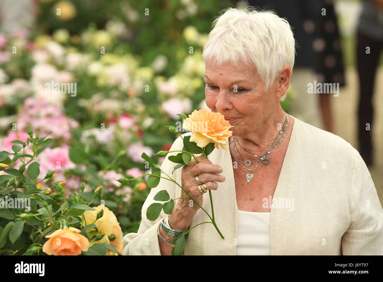 Dame Judi Dench holds an apricot rose named after her as it is launched ...