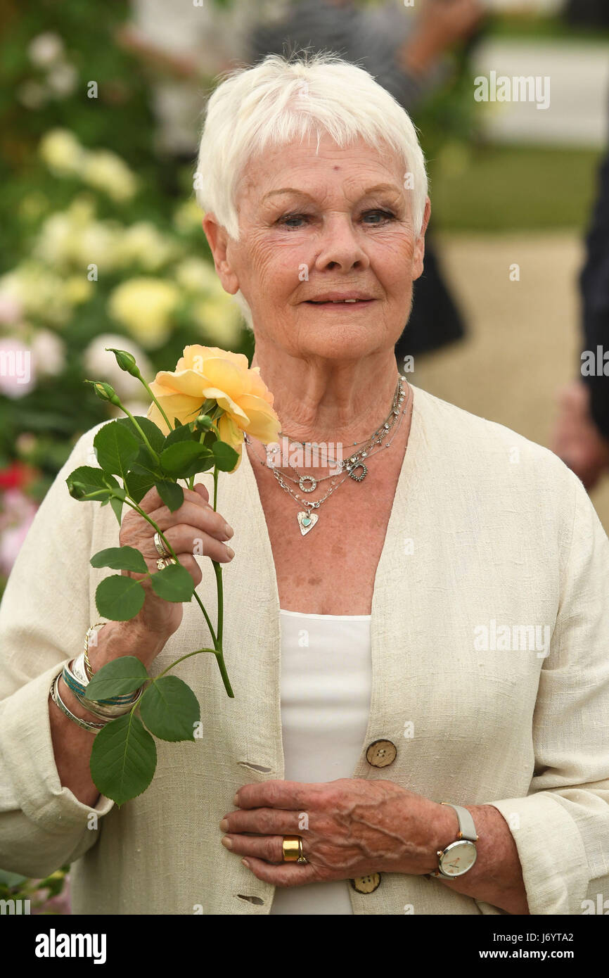 Dame Judi Dench holds an apricot rose named after her as it is launched ...
