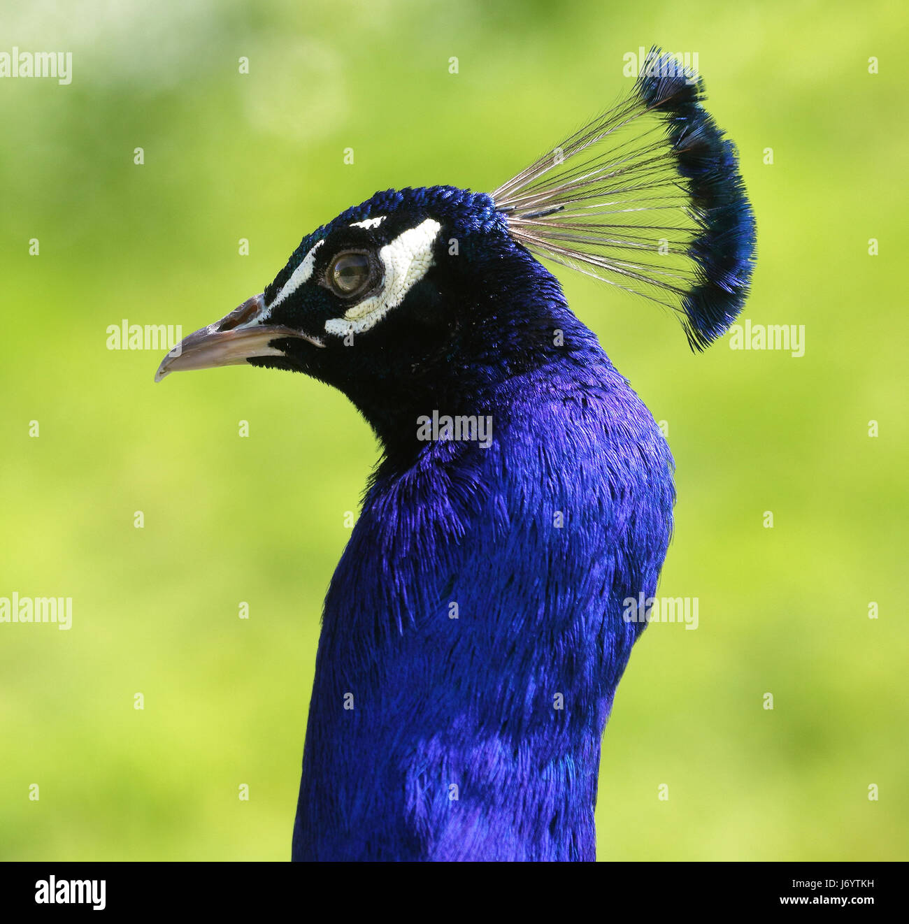 Close up of a Colourful Peacock head Stock Photo - Alamy