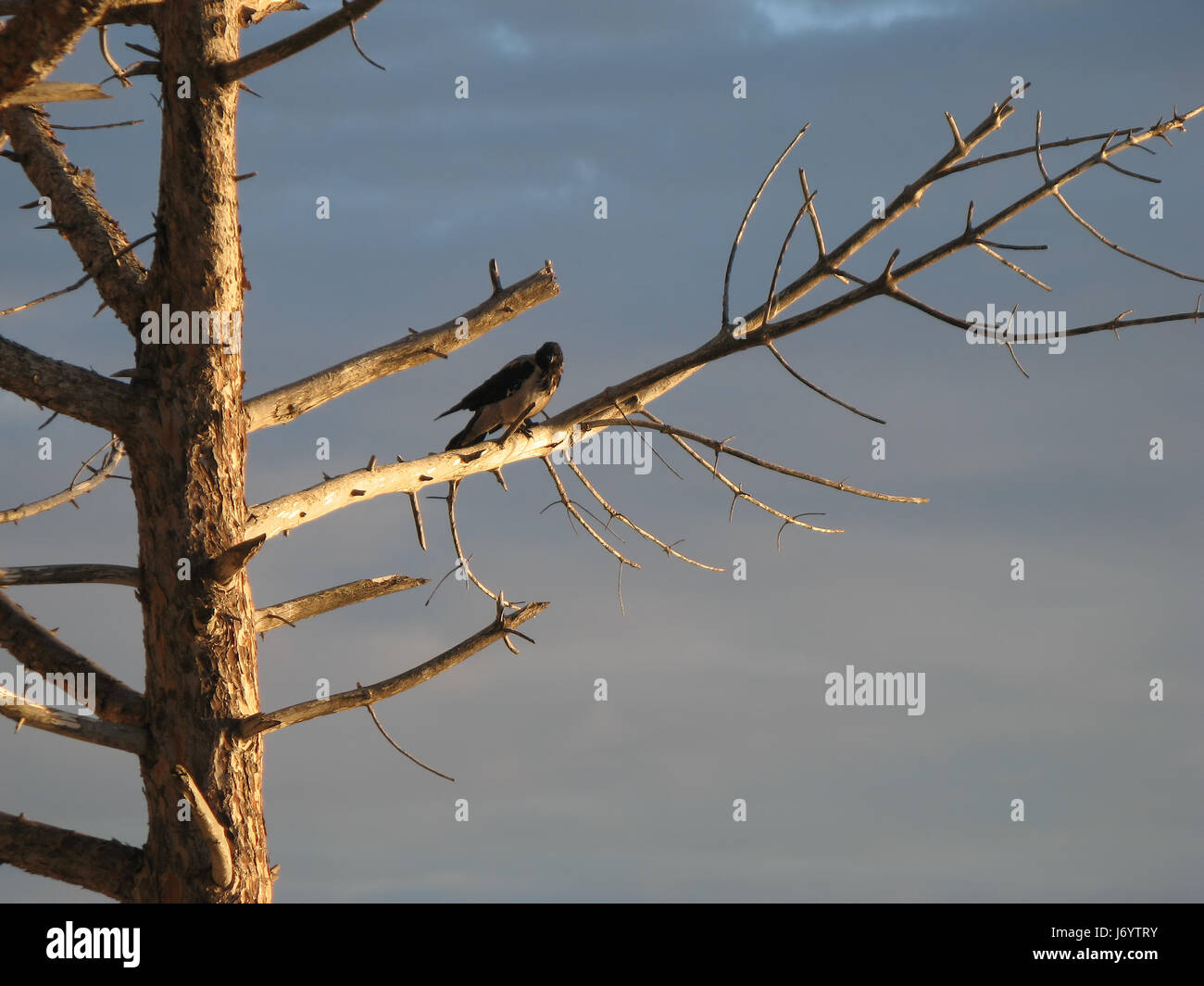 Crow on the dry tree at dusk Stock Photo - Alamy