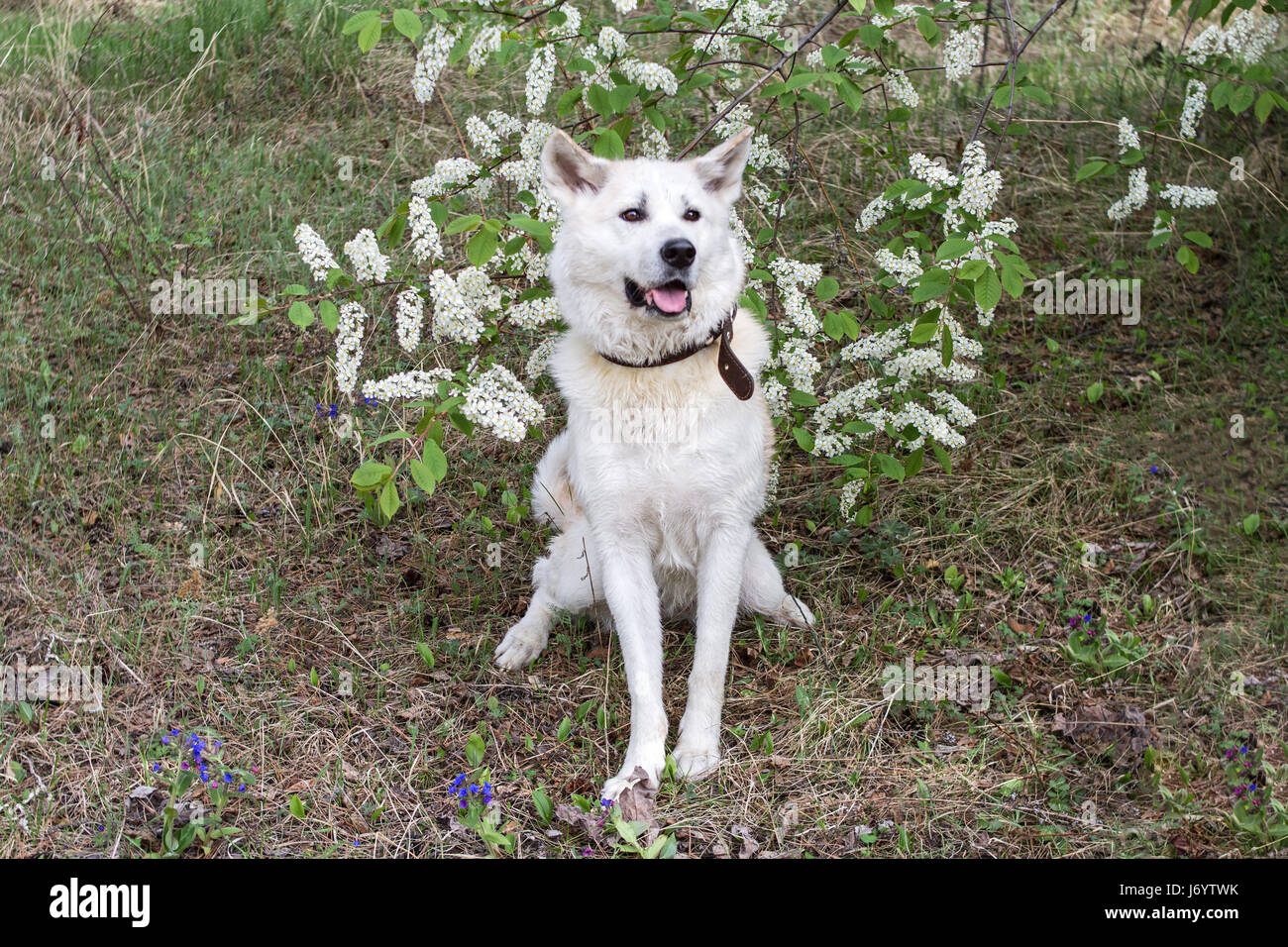 A sweet Japanese Akita Inu with a flowering cherry tree in the spring ...