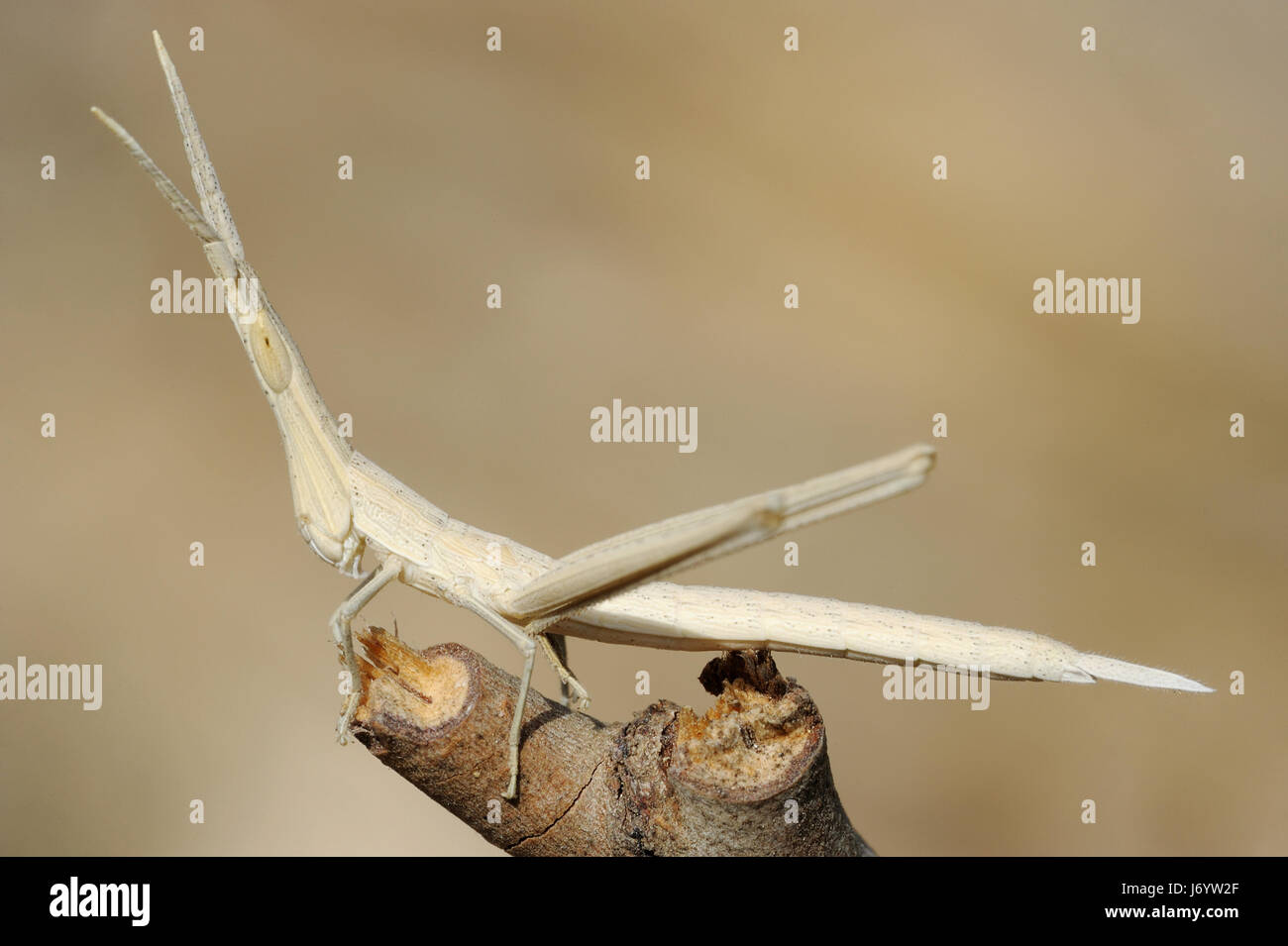 Closeup of the nature of Israel - Acrida on a branch Stock Photo - Alamy