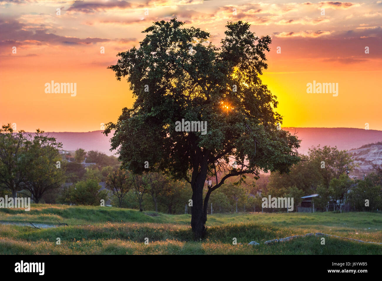 tree at colorful sunset against sun Stock Photo - Alamy
