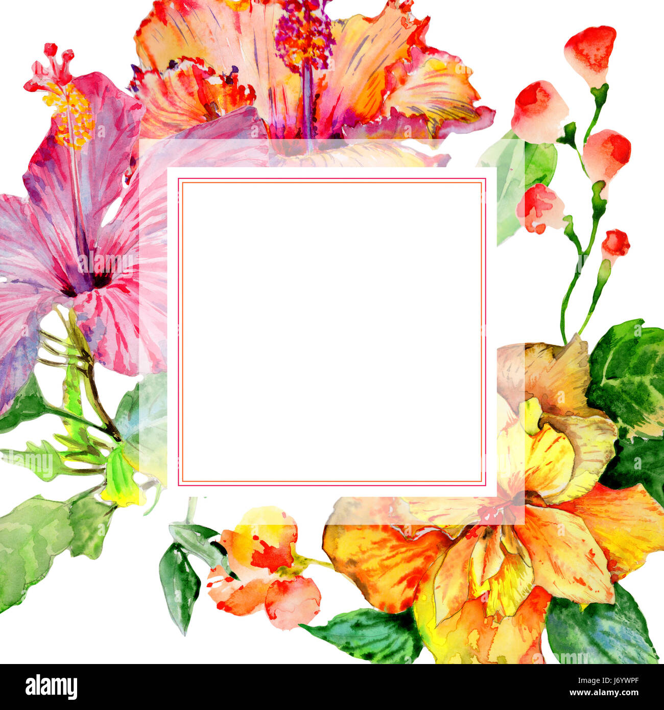 Wildflower hibiscus flower frame in a watercolor style isolated Stock ...