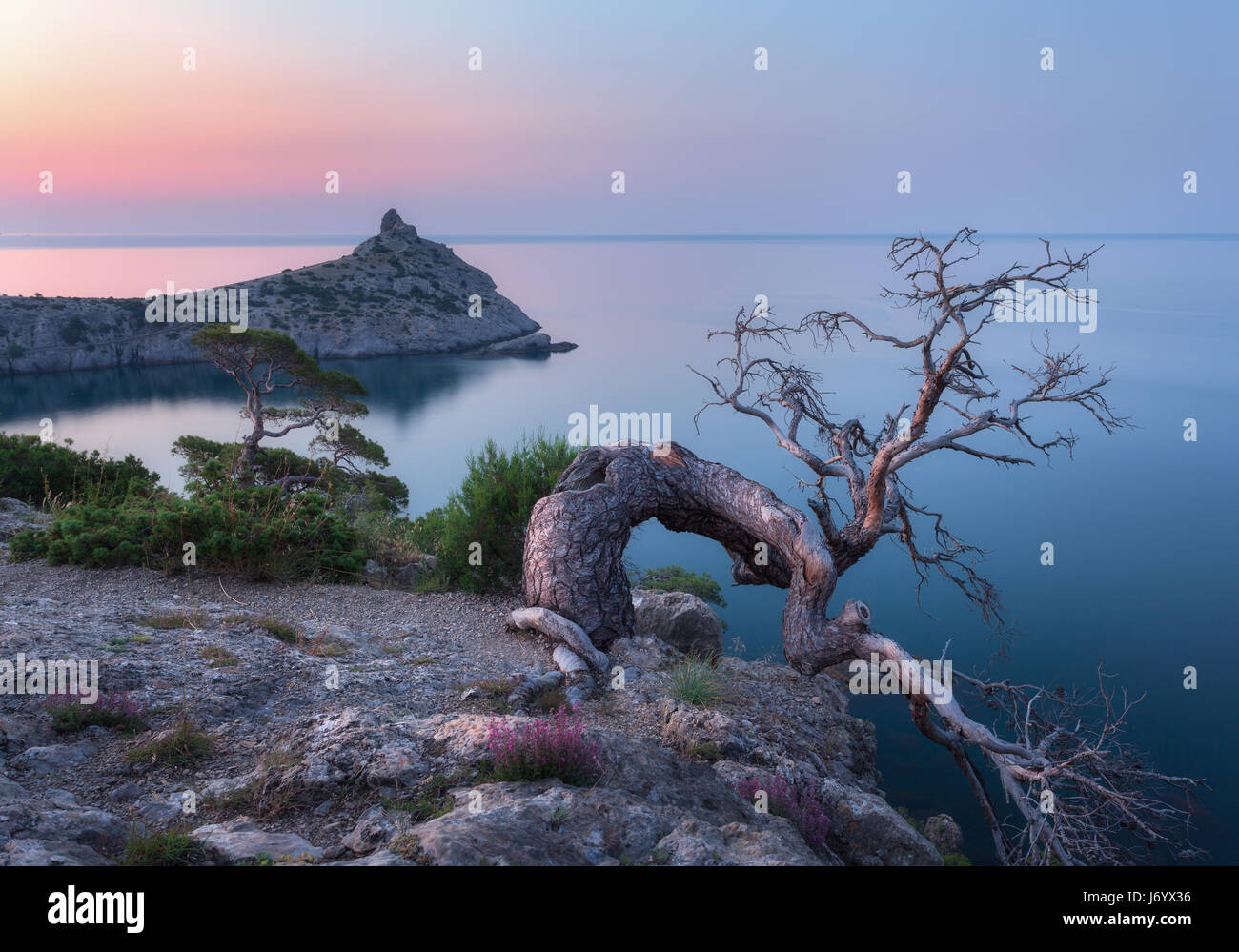 Tree growing out of rock hi-res stock photography and images - Alamy