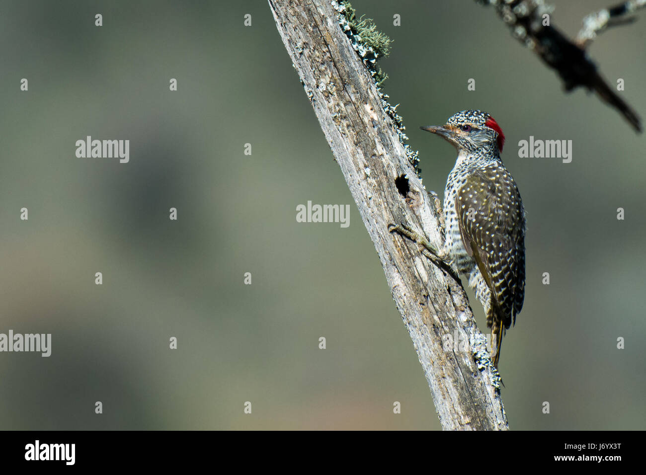Nubian woodpeckers hi-res stock photography and images - Alamy