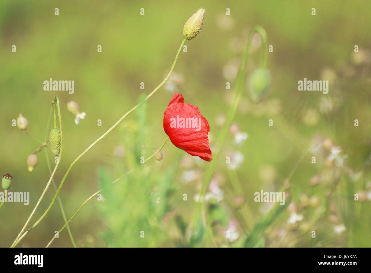 Poppy in the grass photographed in nature Stock Photo - Alamy