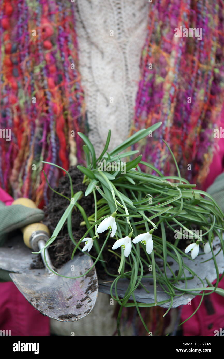 A clump of freshly lifted snowdrops (galanthus nivalis) 'in the green ...