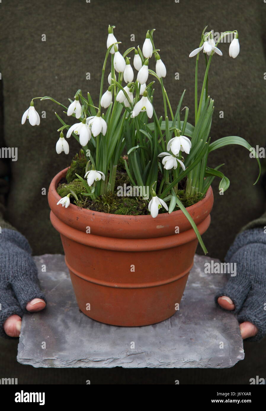 Gardener snowdrops container hi-res stock photography and images - Alamy