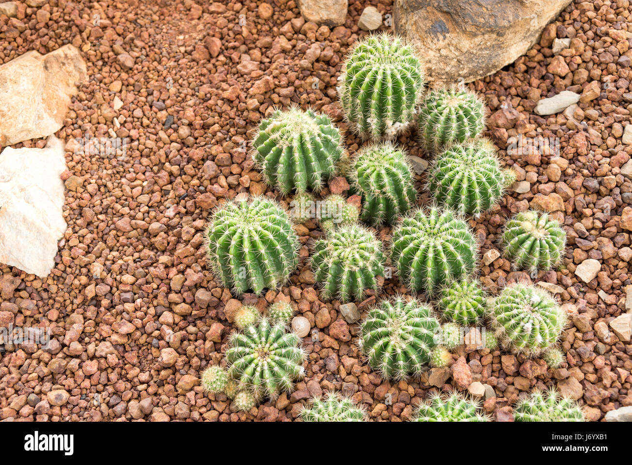 Close up cactus in hi-res stock photography and images - Alamy