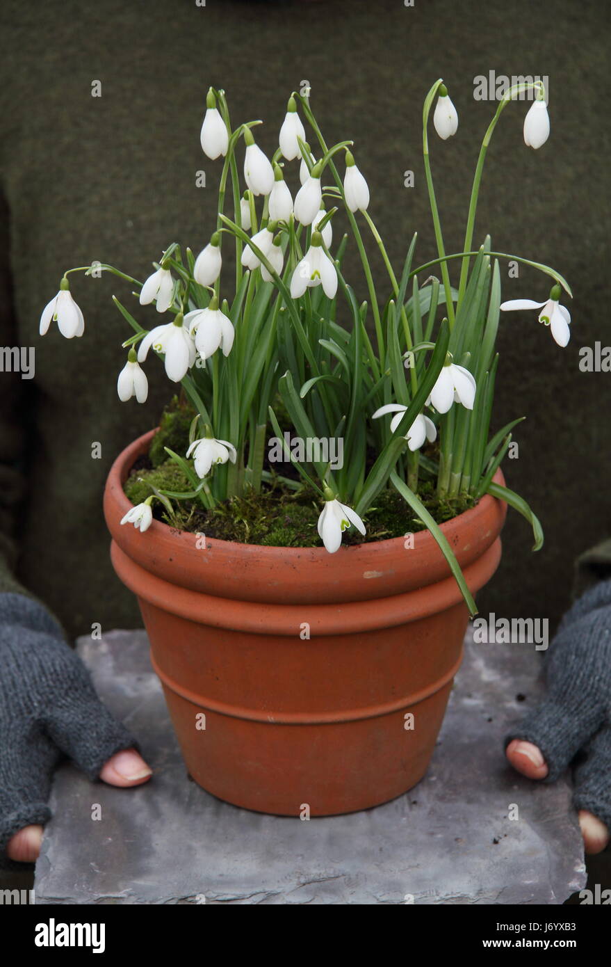 Snowdrops (galanthus nivalis) underplanted with moss displayed in a ...