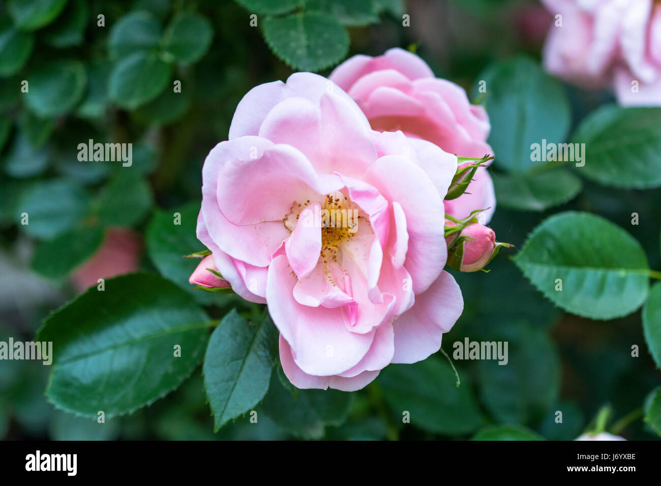 Pink rose bush Stock Photo - Alamy