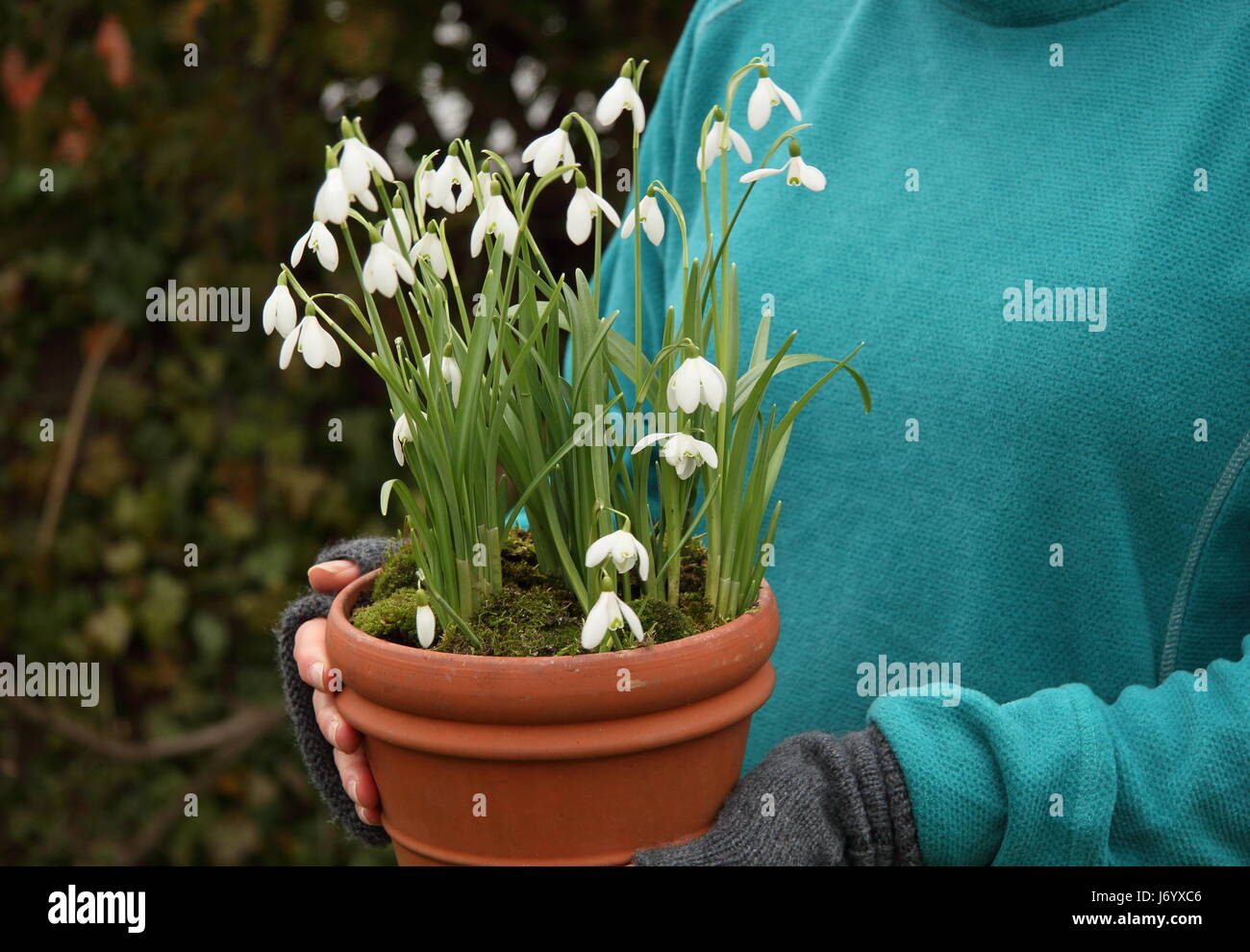 Galanthus nivalis in container hi-res stock photography and images - Alamy