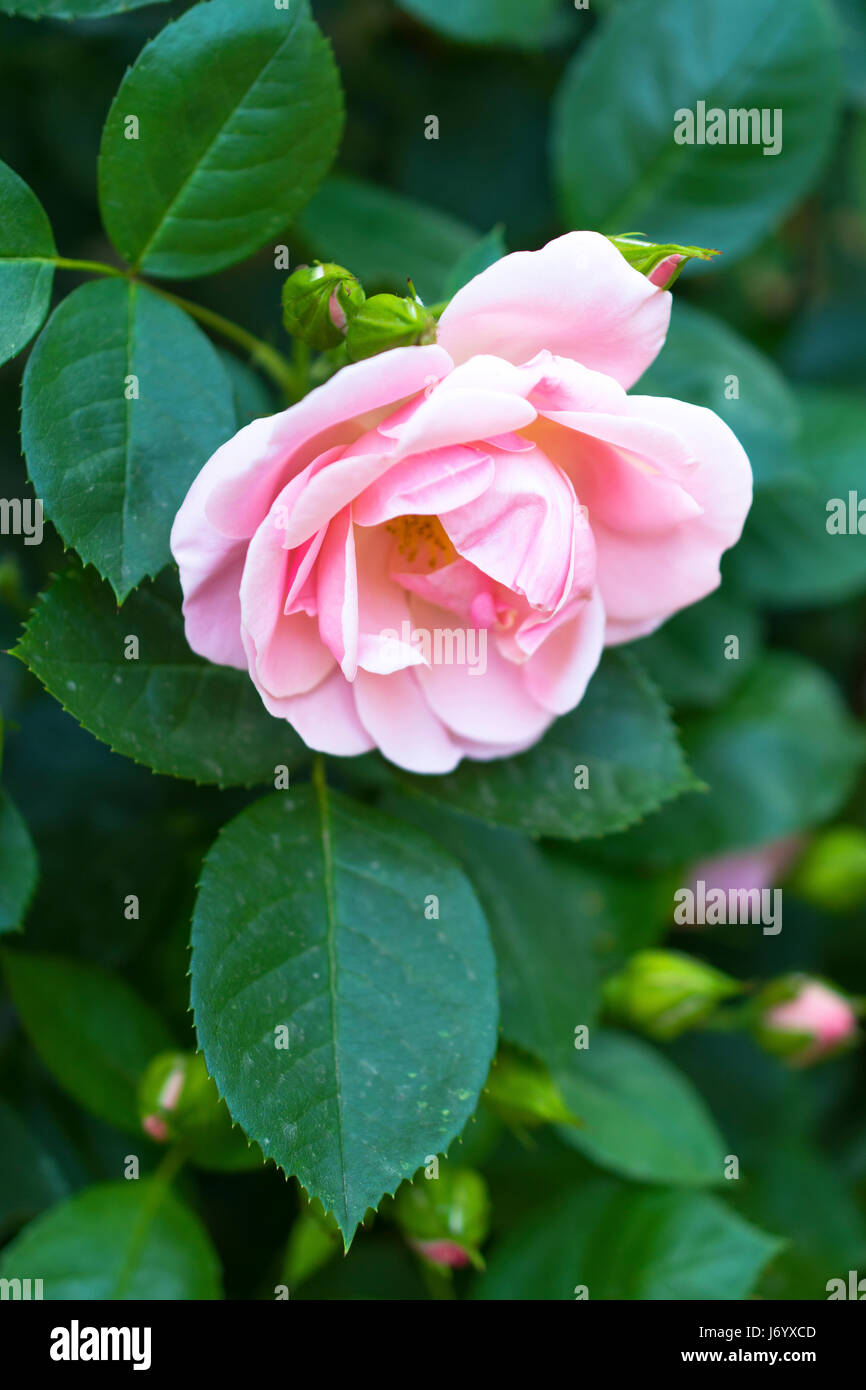 Petal color image hi-res stock photography and images - Alamy