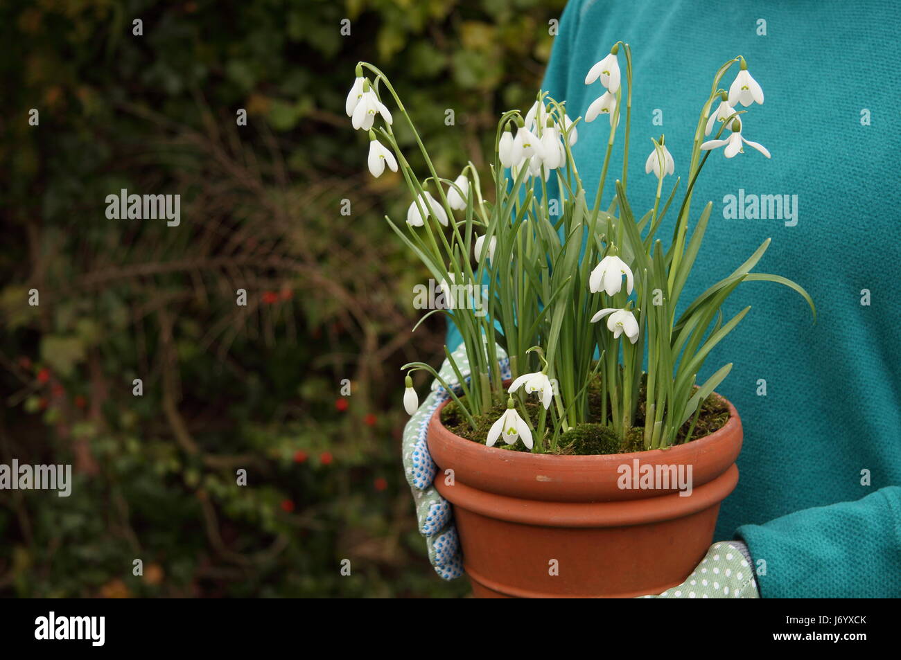 Galanthus nivalis flowers in container hi-res stock photography and ...