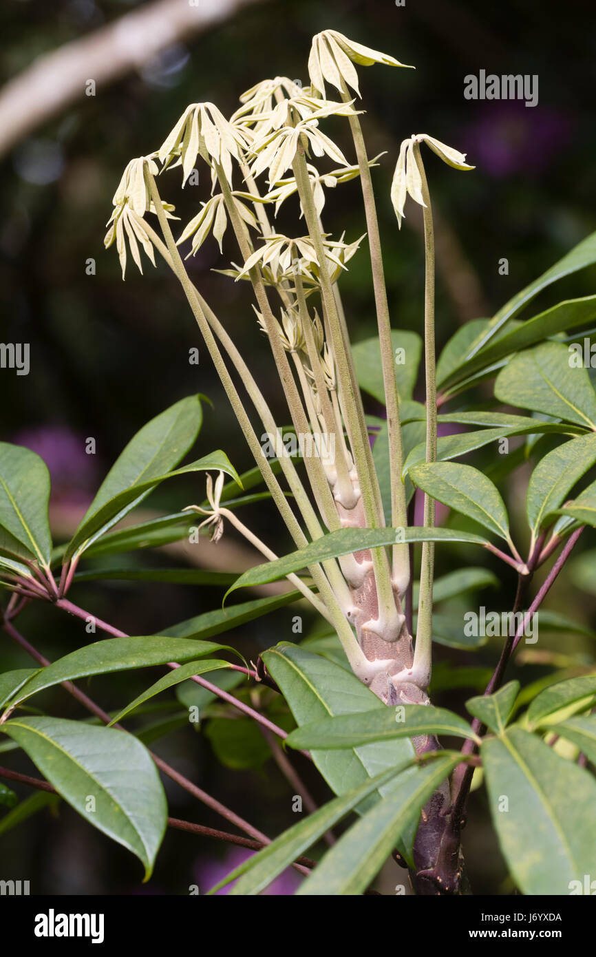 Silvery young foliage of the evergreen shrub, Schefflera ...