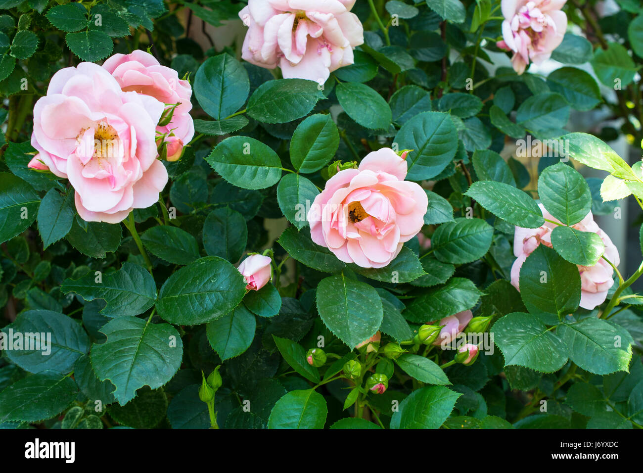 Pink rose bush Stock Photo - Alamy