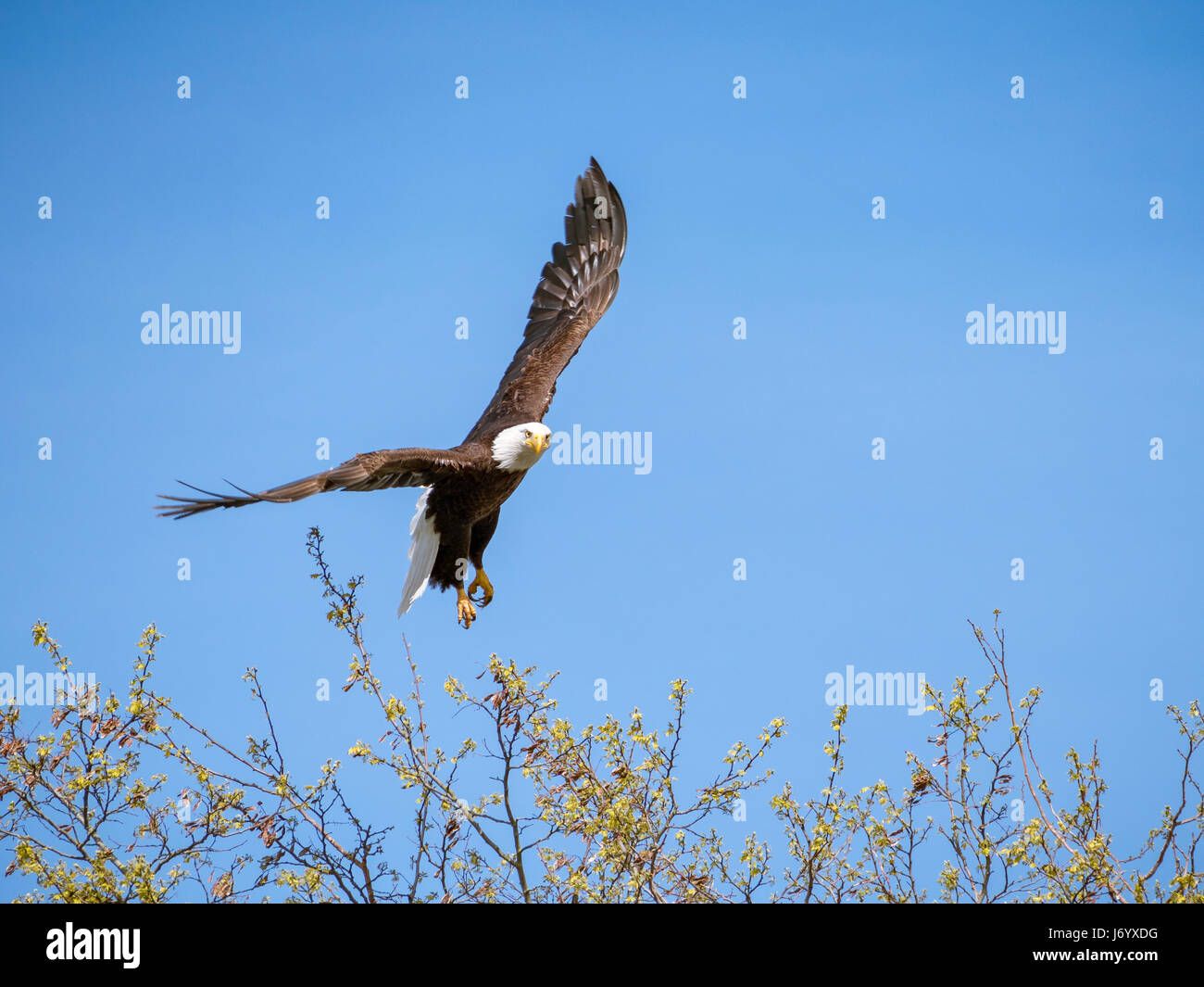 American national bird lifting off from tree to soar the sunny blue ...