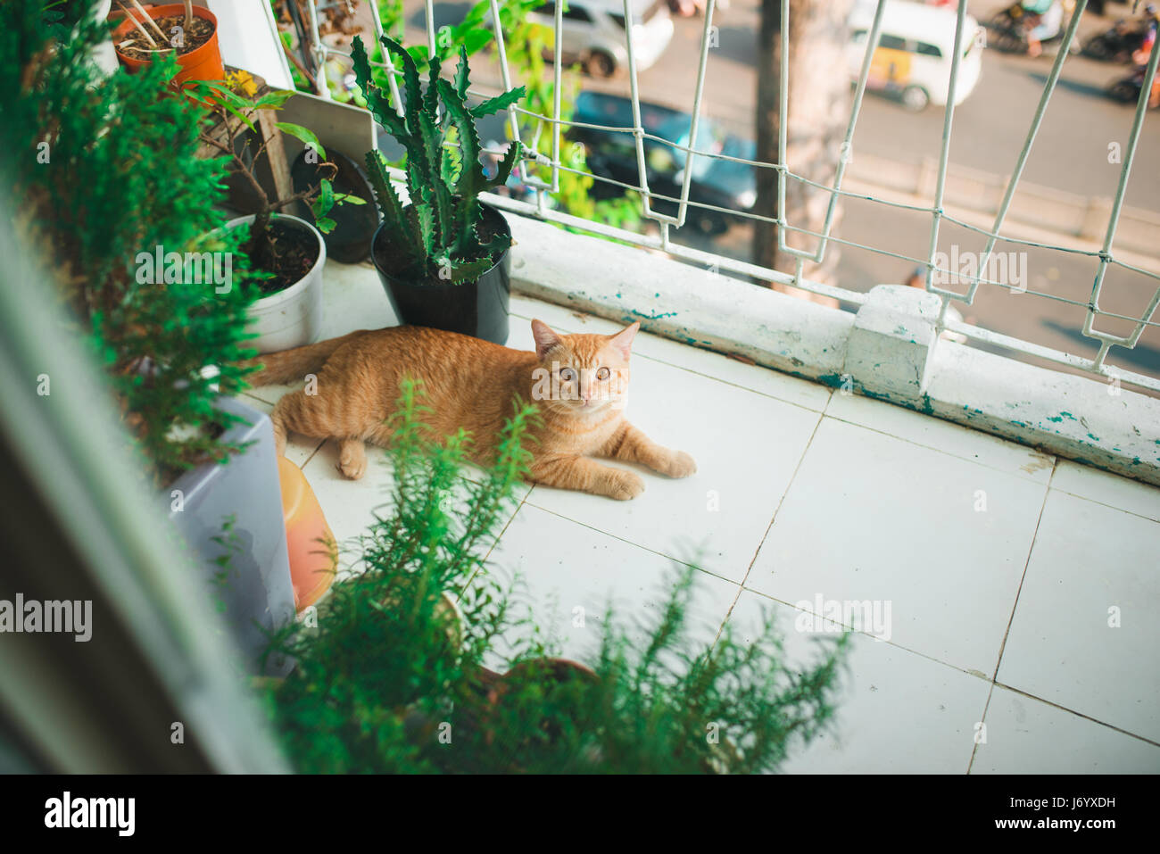 Pretty female domestic tabby cat in a home Stock Photo - Alamy