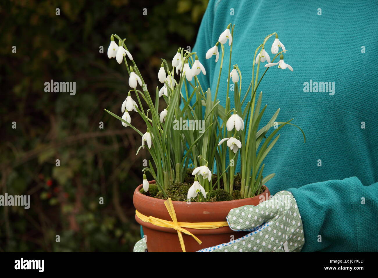 Flowers terracotta pot hi-res stock photography and images - Alamy