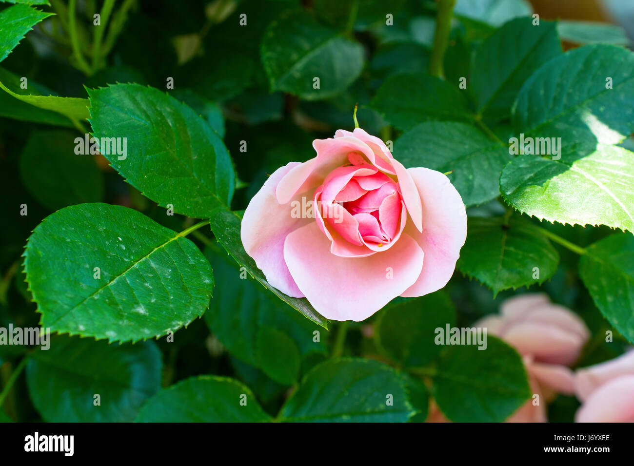 Petal color image hi-res stock photography and images - Alamy