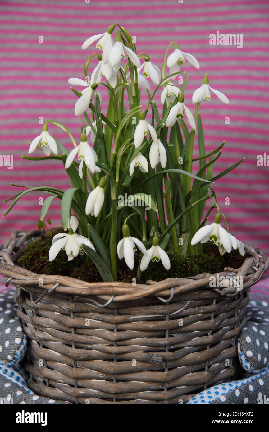 Snowdrop in container hi-res stock photography and images - Alamy
