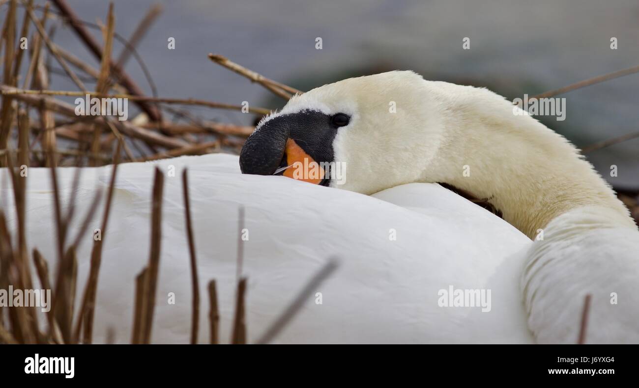 Beautiful isolated photo of a swan in the nest Stock Photo - Alamy