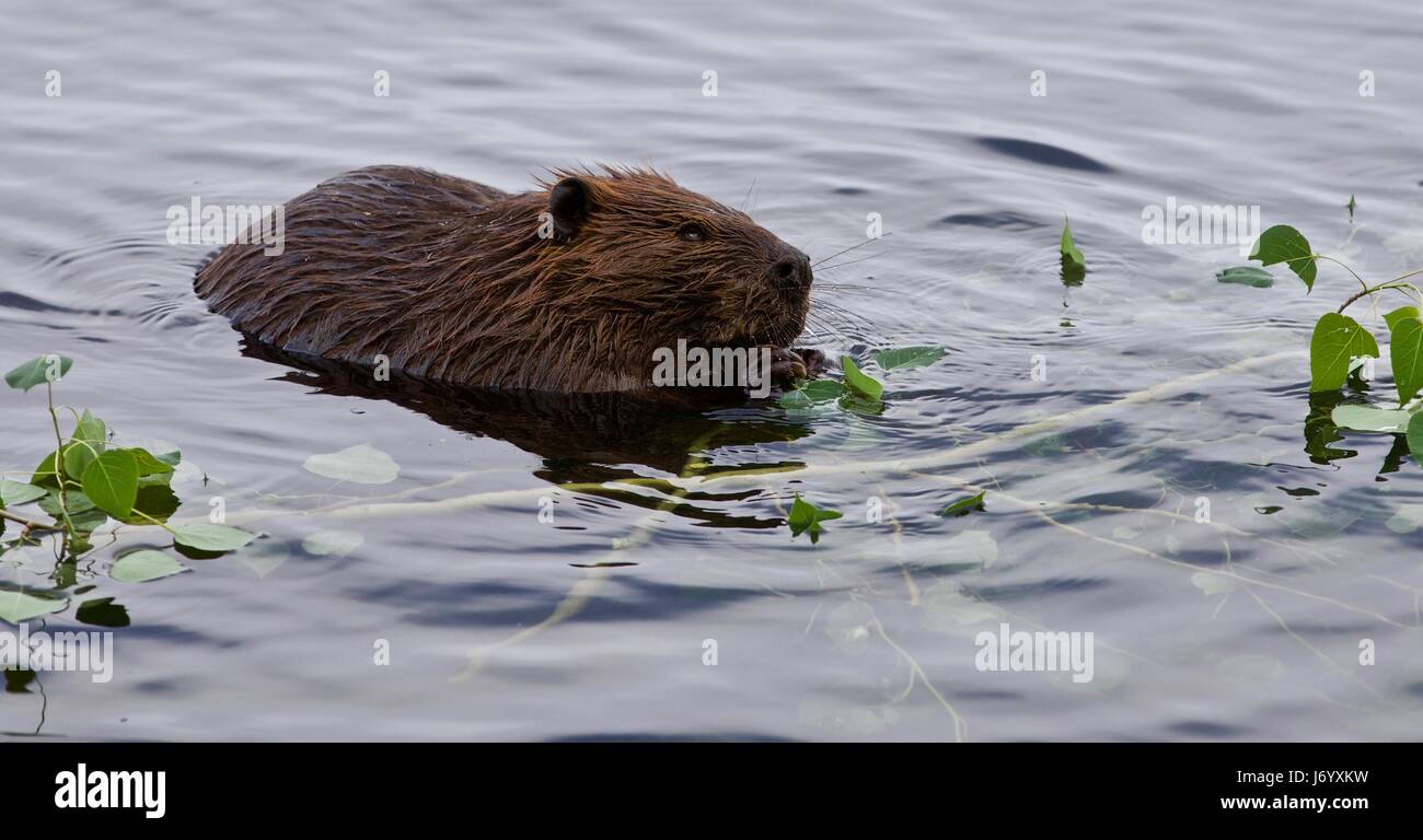 Beautiful isolated photo of a beaver in lake Stock Photo - Alamy
