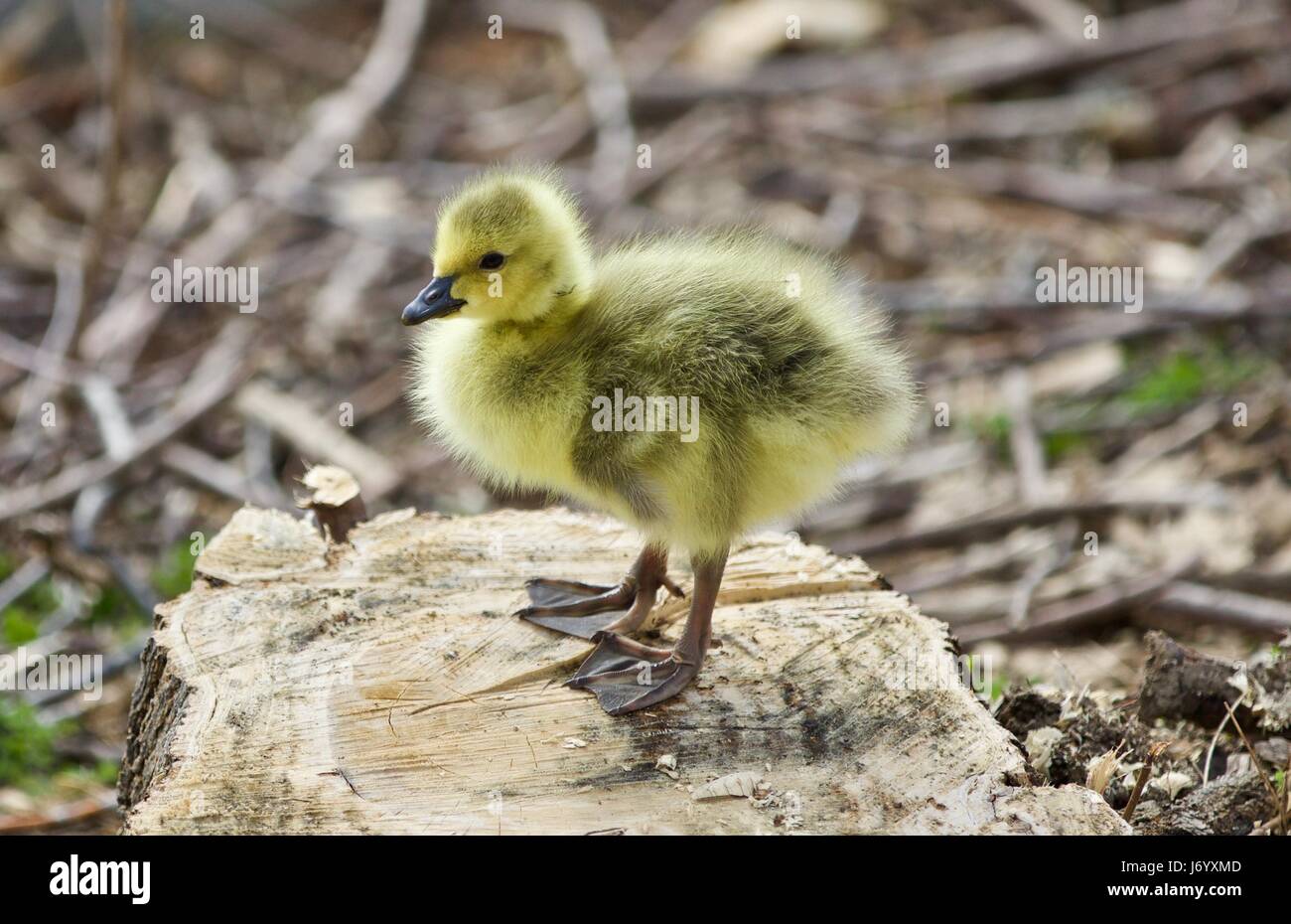 Beautiful isolated photo of a cute chick of Canada geese Stock Photo ...