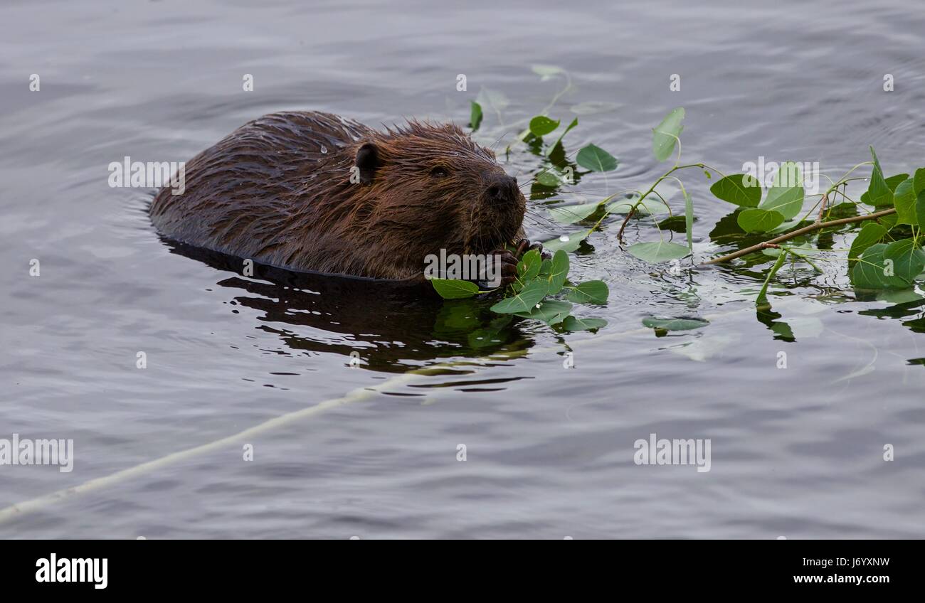 Beautiful isolated photo of a beaver in lake Stock Photo - Alamy