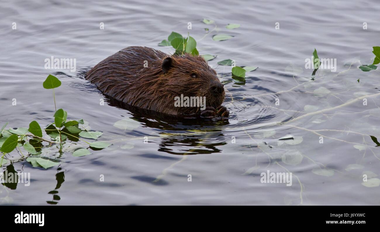 Beautiful isolated photo of a beaver in lake Stock Photo - Alamy