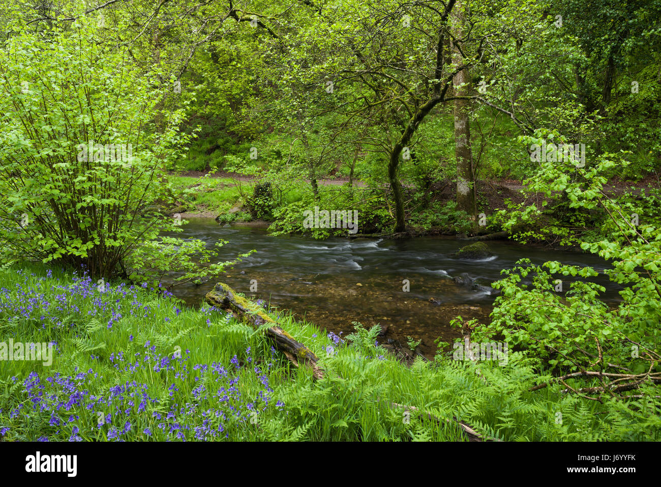 Bluebells woodland scene hyacinthoides hi-res stock photography and ...