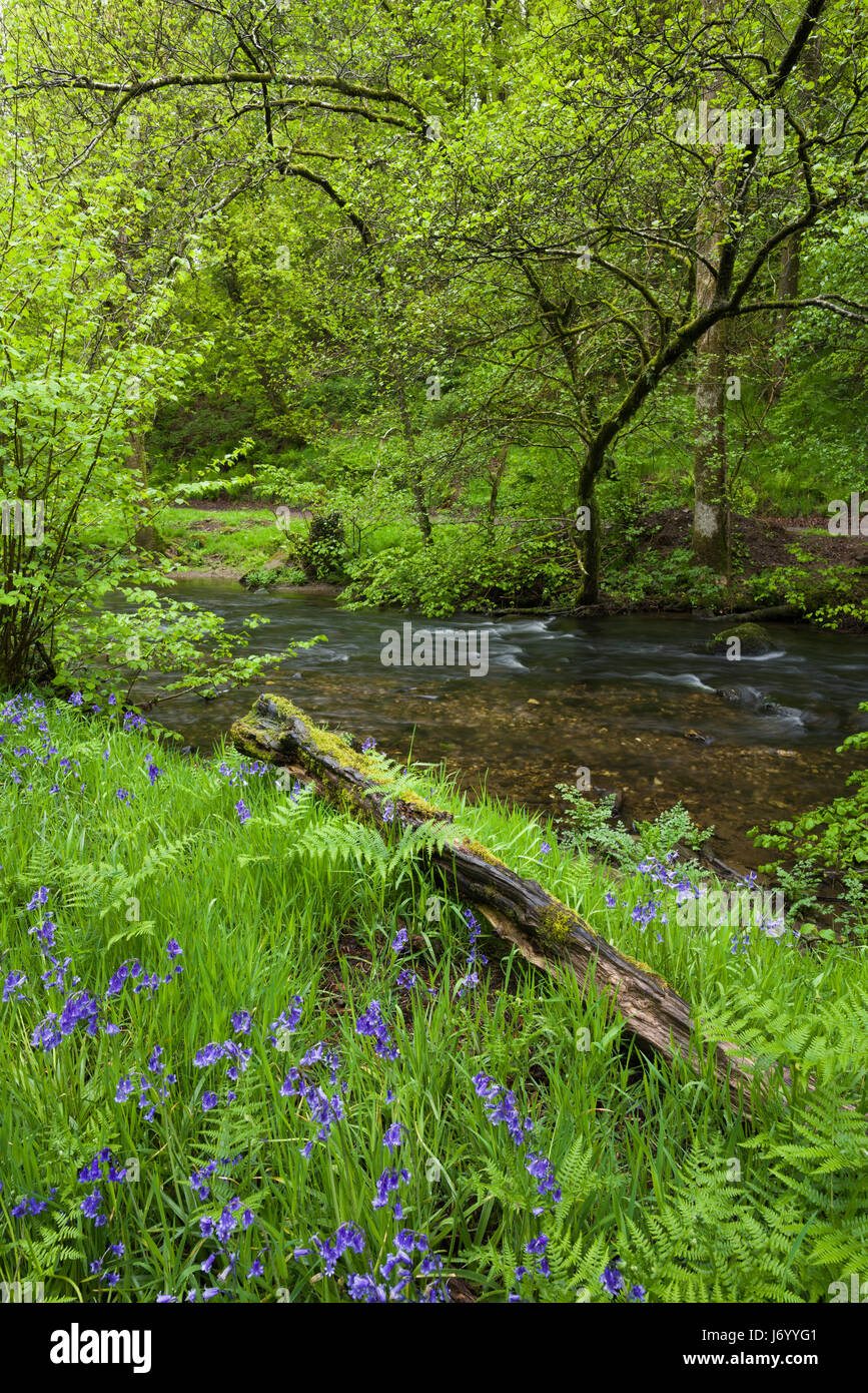 Bluebells woodland scene hyacinthoides hi-res stock photography and ...