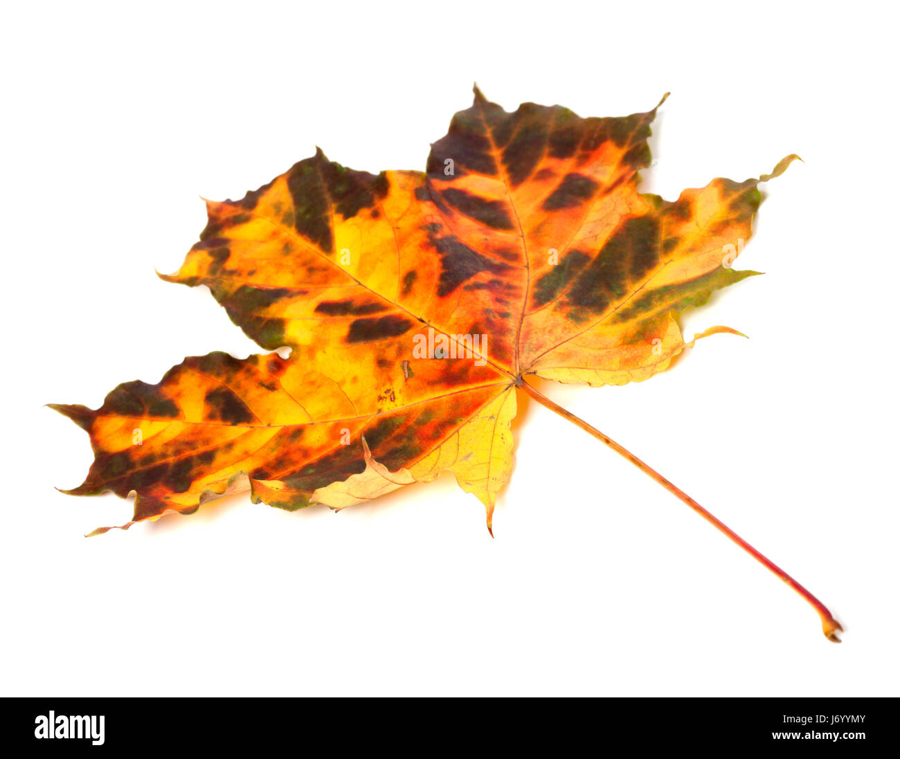 Multicolor autumnal maple-leaf. Isolated on white background Stock ...