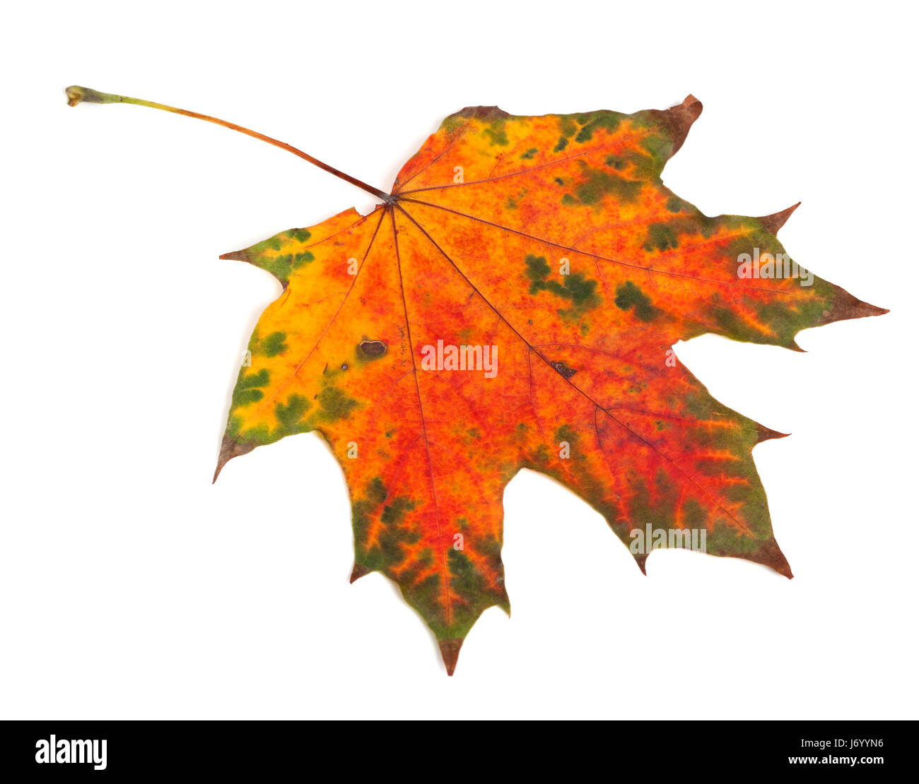 Multicolor autumn maple-leaf isolated on white background Stock Photo ...