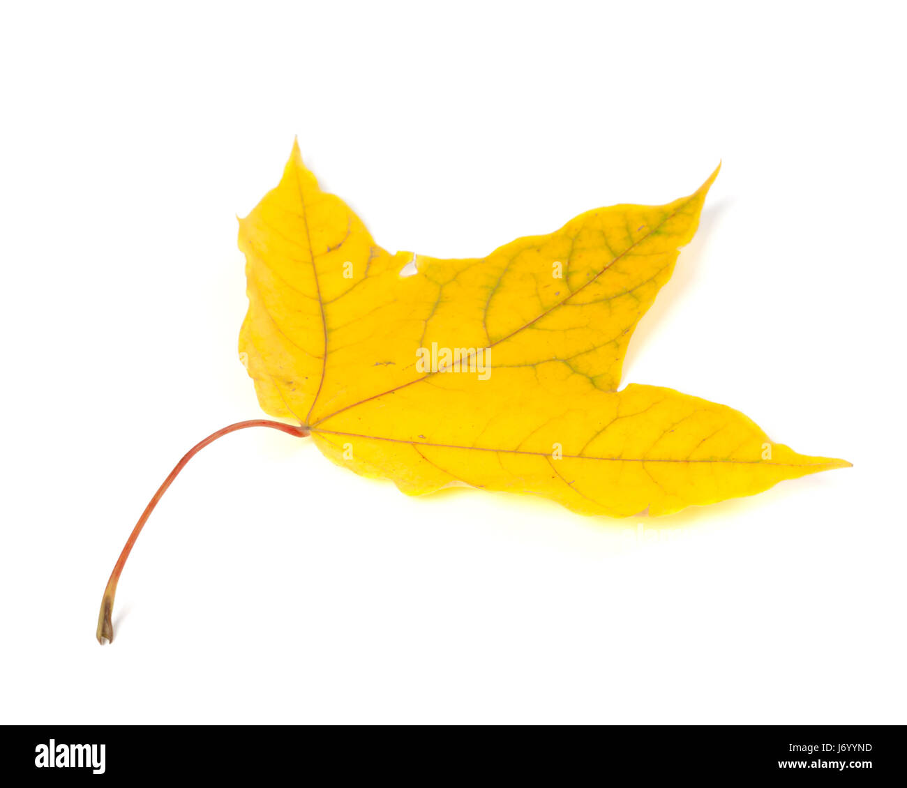 Autumn yellow leaf. Isolated on white background Stock Photo - Alamy