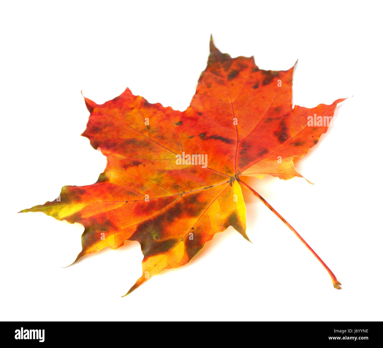 Multicolor autumn maple-leaf. Isolated on white background Stock Photo ...