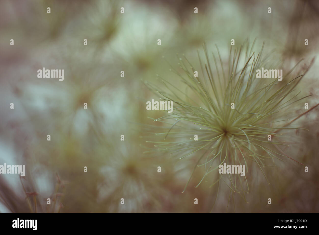 Flower sepal image hi-res stock photography and images - Alamy