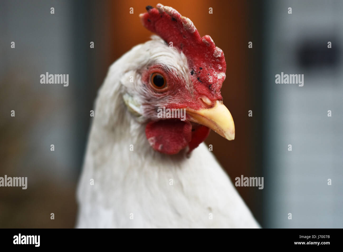 Chicken face hi-res stock photography and images - Alamy