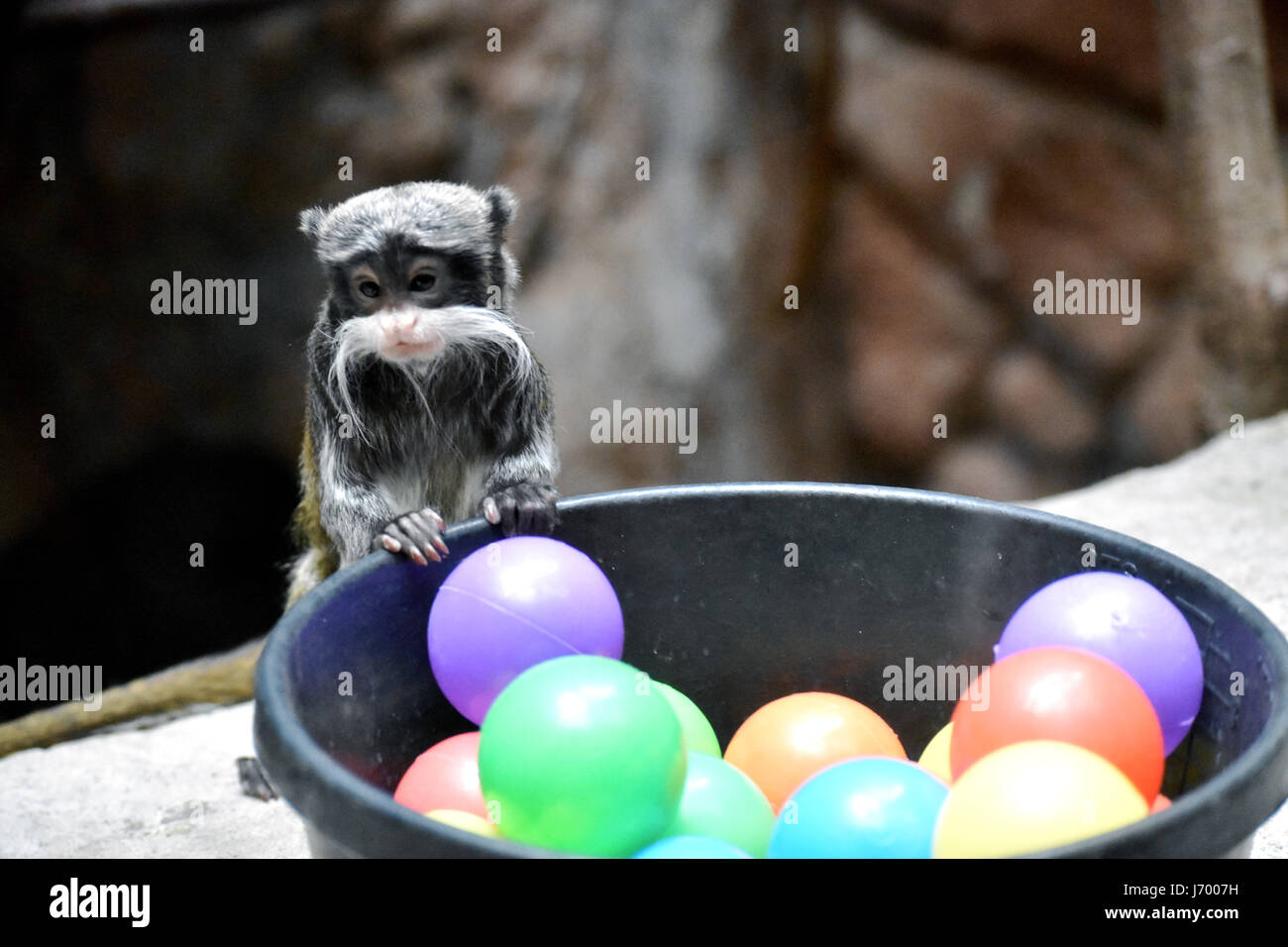 Monkey playing ball hi-res stock photography and images - Alamy