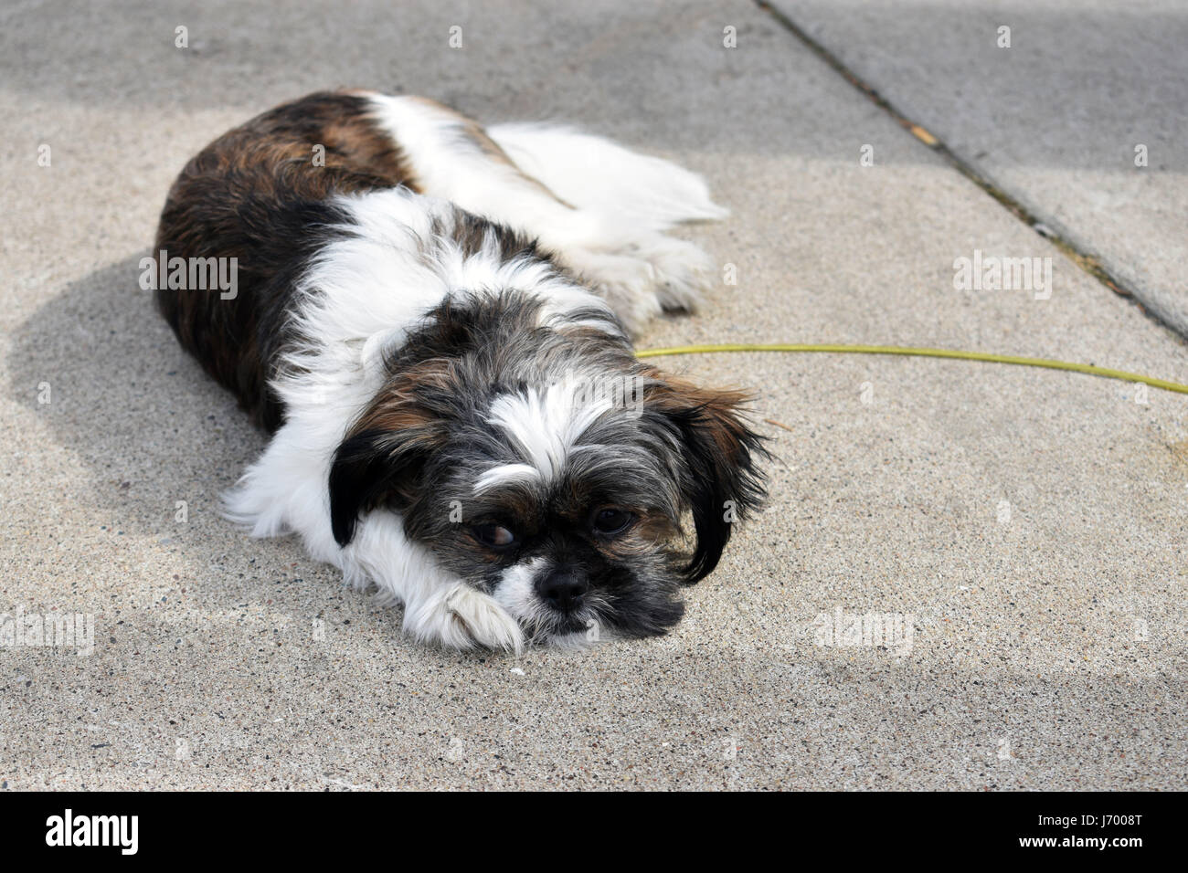 Sad doggy hi-res stock photography and images - Alamy