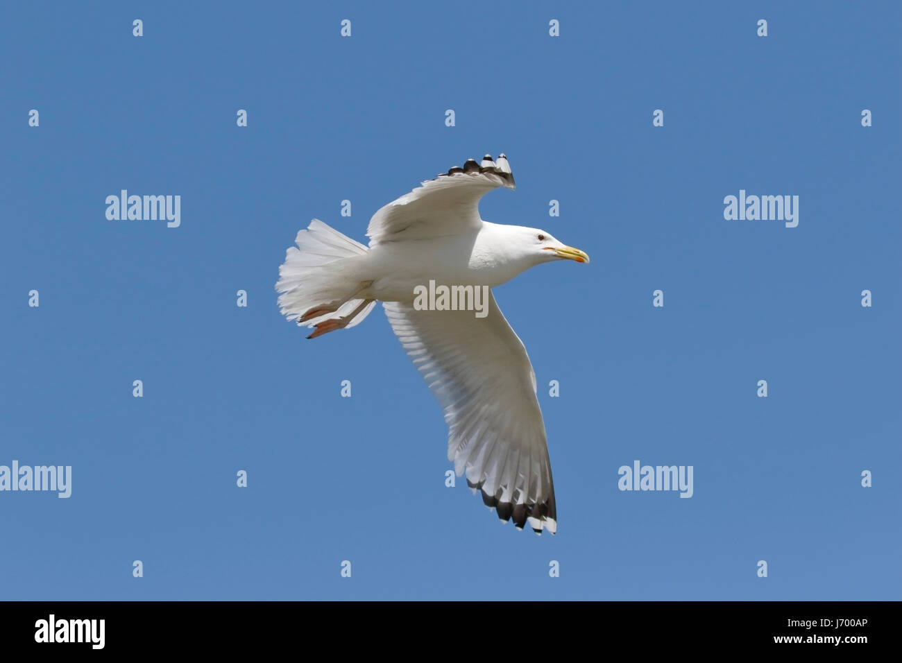 Caspian gull ( Larus cachinnans) adult bird in flight over Black Sea ...
