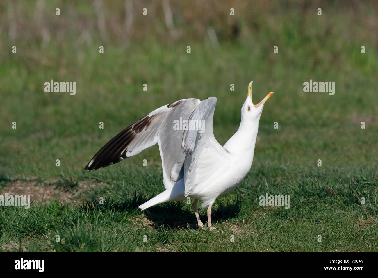 Caspian gull (Larus cachinnans) adult in breeding plumage standing on ...