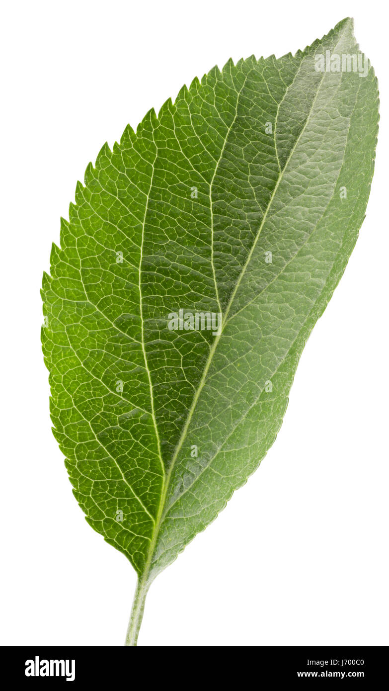 apple leaf isolated on a white background Stock Photo - Alamy