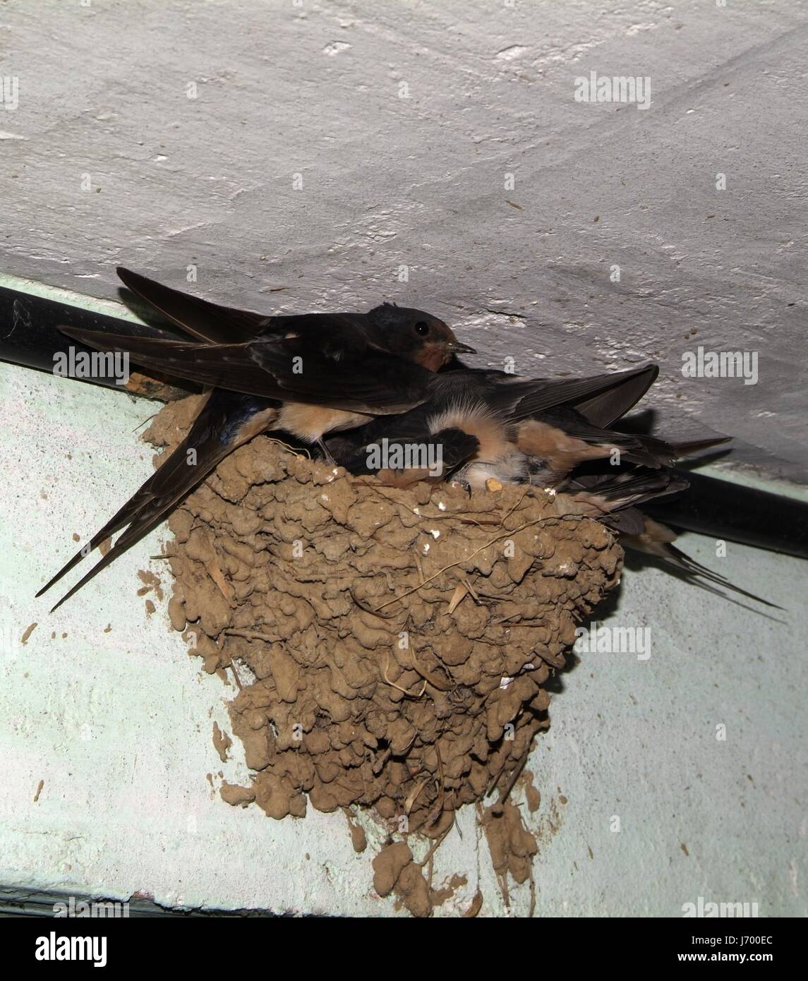 Barn swallow nest box hi-res stock photography and images - Alamy