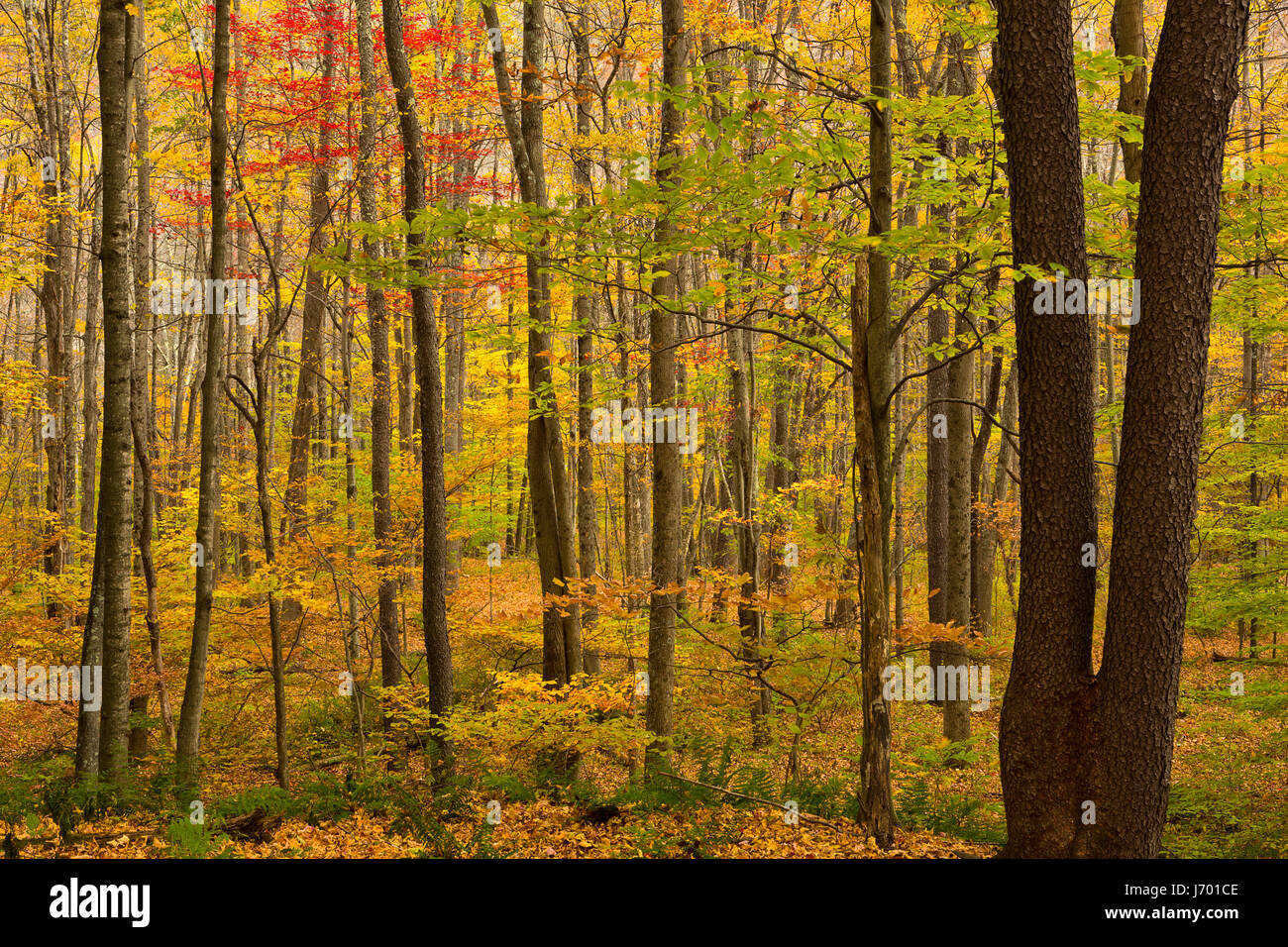 Catskill forest hi-res stock photography and images - Alamy