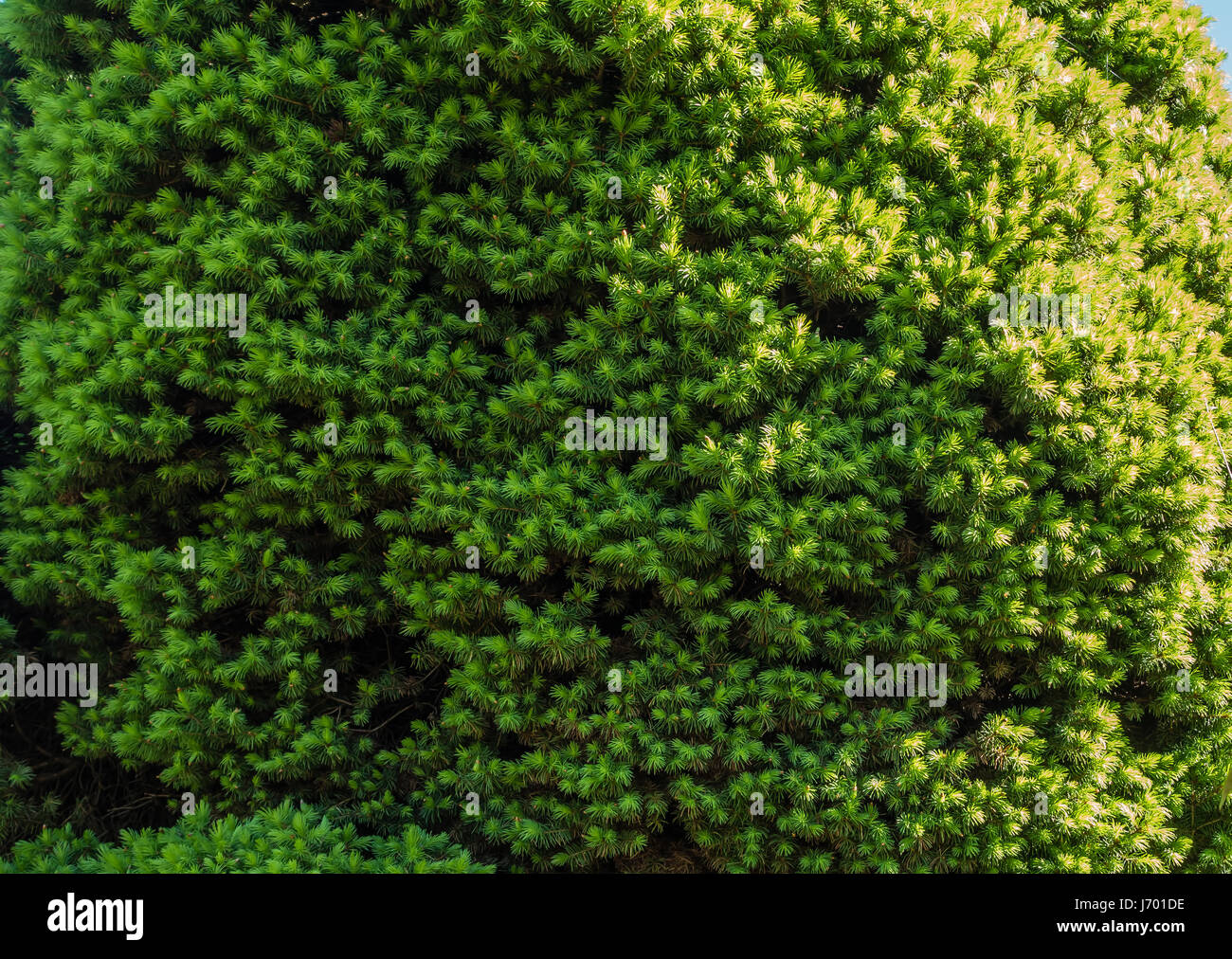 A macro shot of a green shrub. Background or texture Stock Photo - Alamy