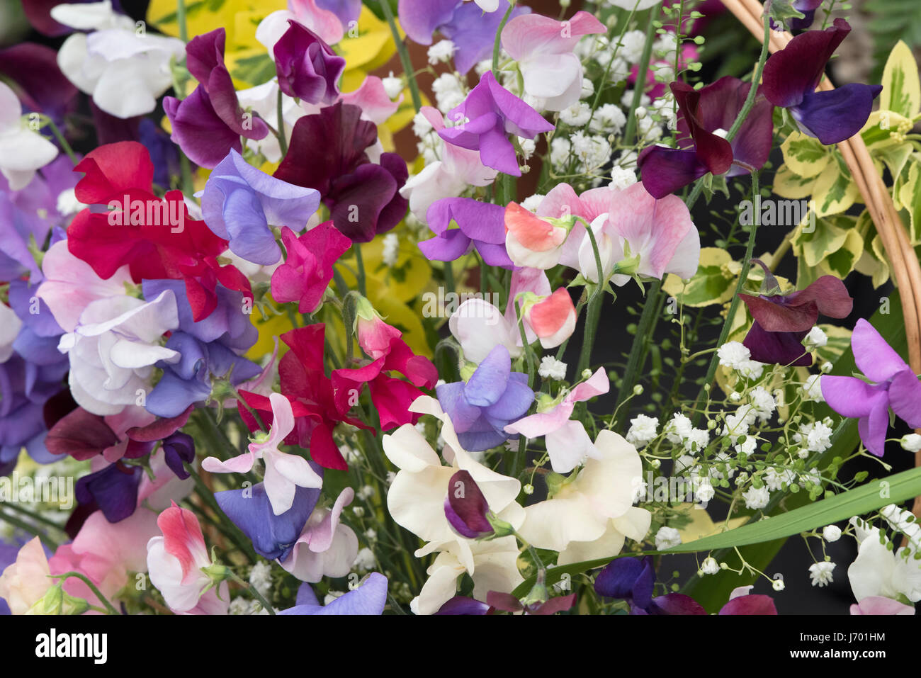 Sweet pea display hi-res stock photography and images - Alamy
